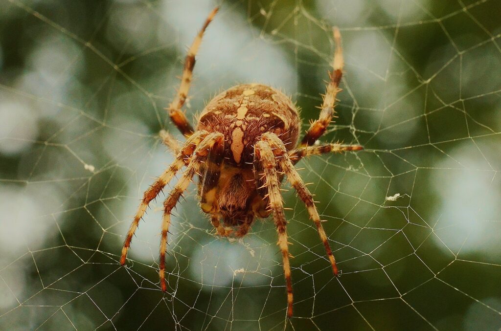 insect-cobweb-spider-spider-s-web – Life at HMRC